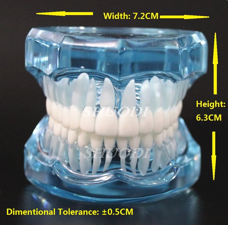 1 Piece Dental Standard Tooth Model Orthodontic Mo... – Grandado
