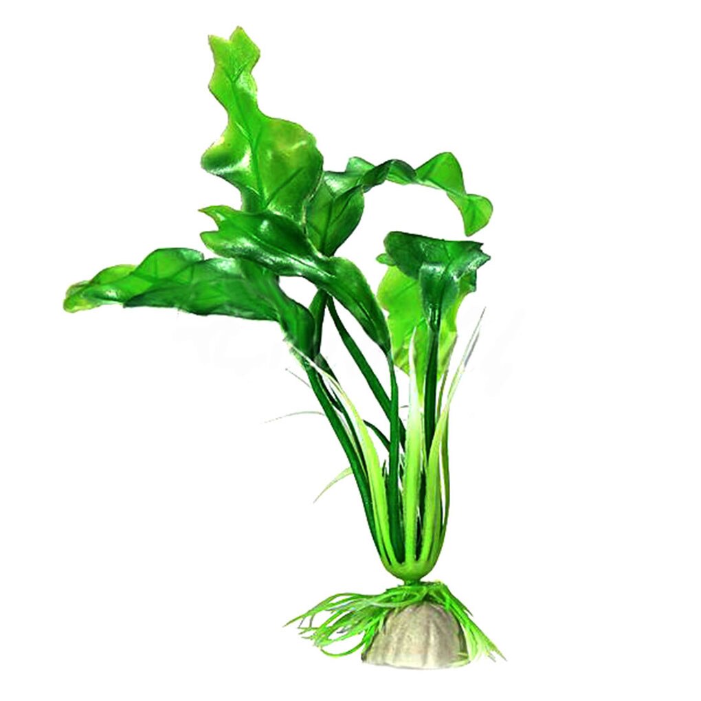 Aquariumgras bonsai water waterplant bonsai famili... – Grandado