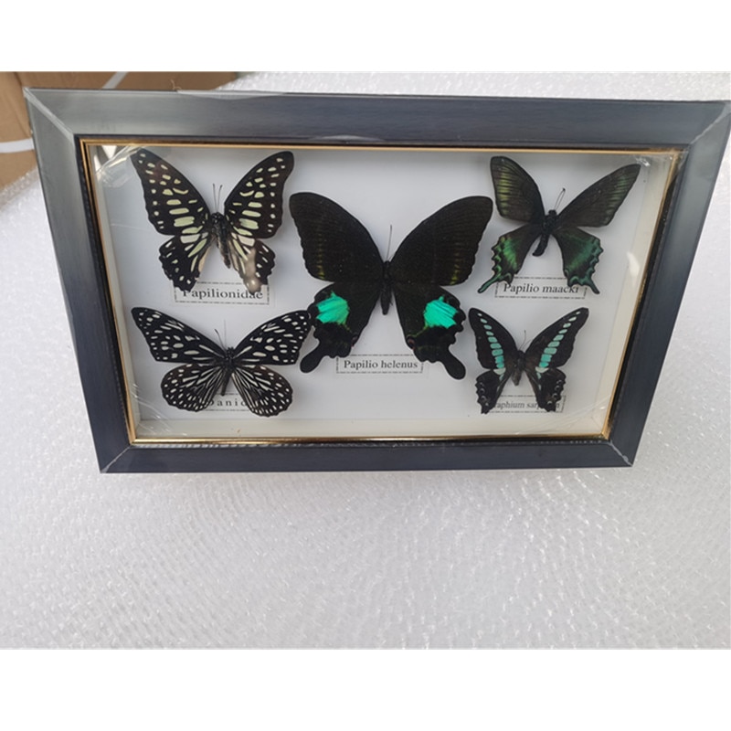 1 set of 5pcs exquisite butterfly specimen photo f... – Grandado