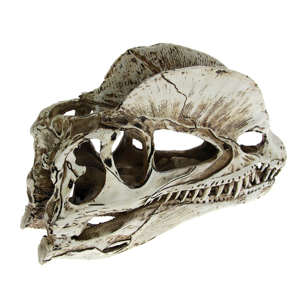 Dubbel drake crest dinosaurie skalle undervisning ... – Grandado Dubbel drake crest dinosaurie skalle undervisning ... – Grandado