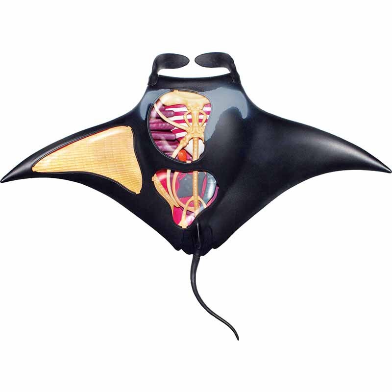 29Pcs 4D Devil Ray Assembly Model Teaching Fish To... – Grandado