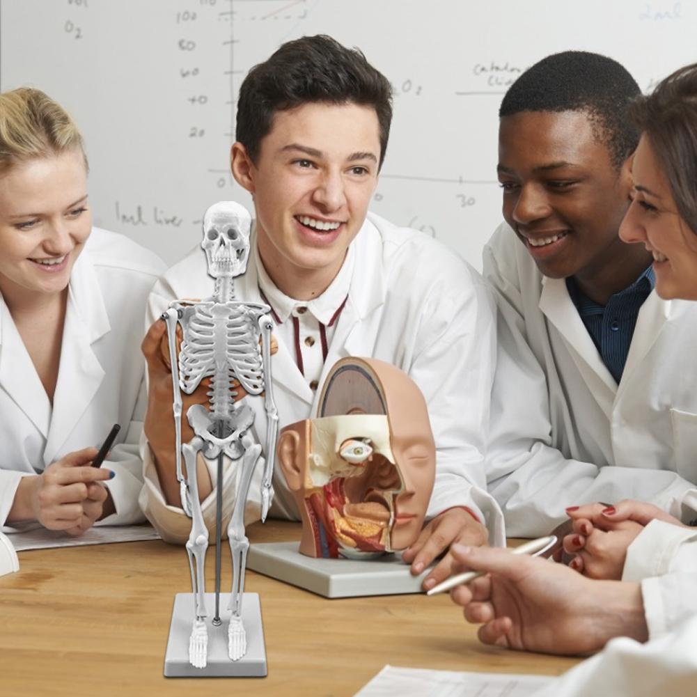 45Cm Menselijk Skelet Model Anatomisch Skelet Mode... – Vicedeal