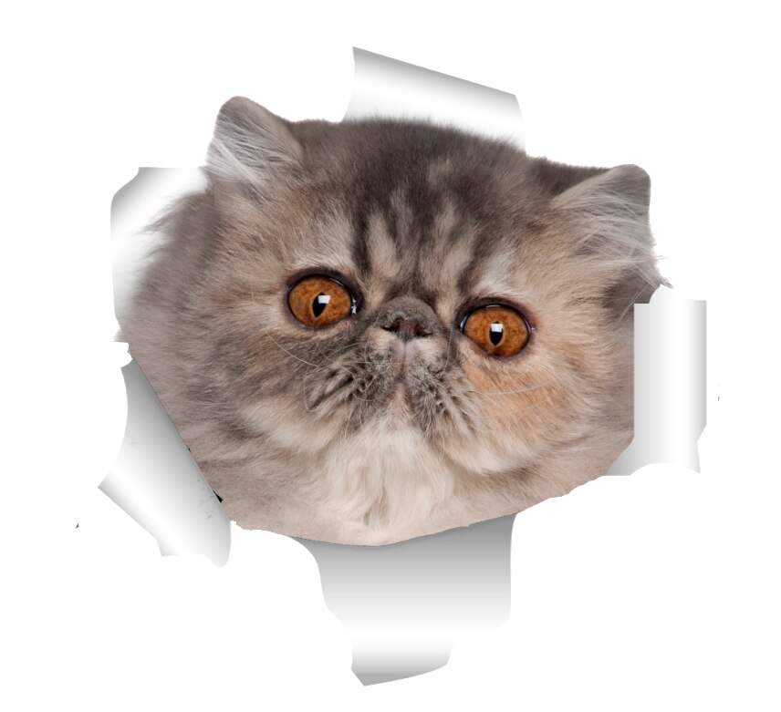 Three Ratels 3D Staffordshire Terrier Cat Stickers... – Grandado