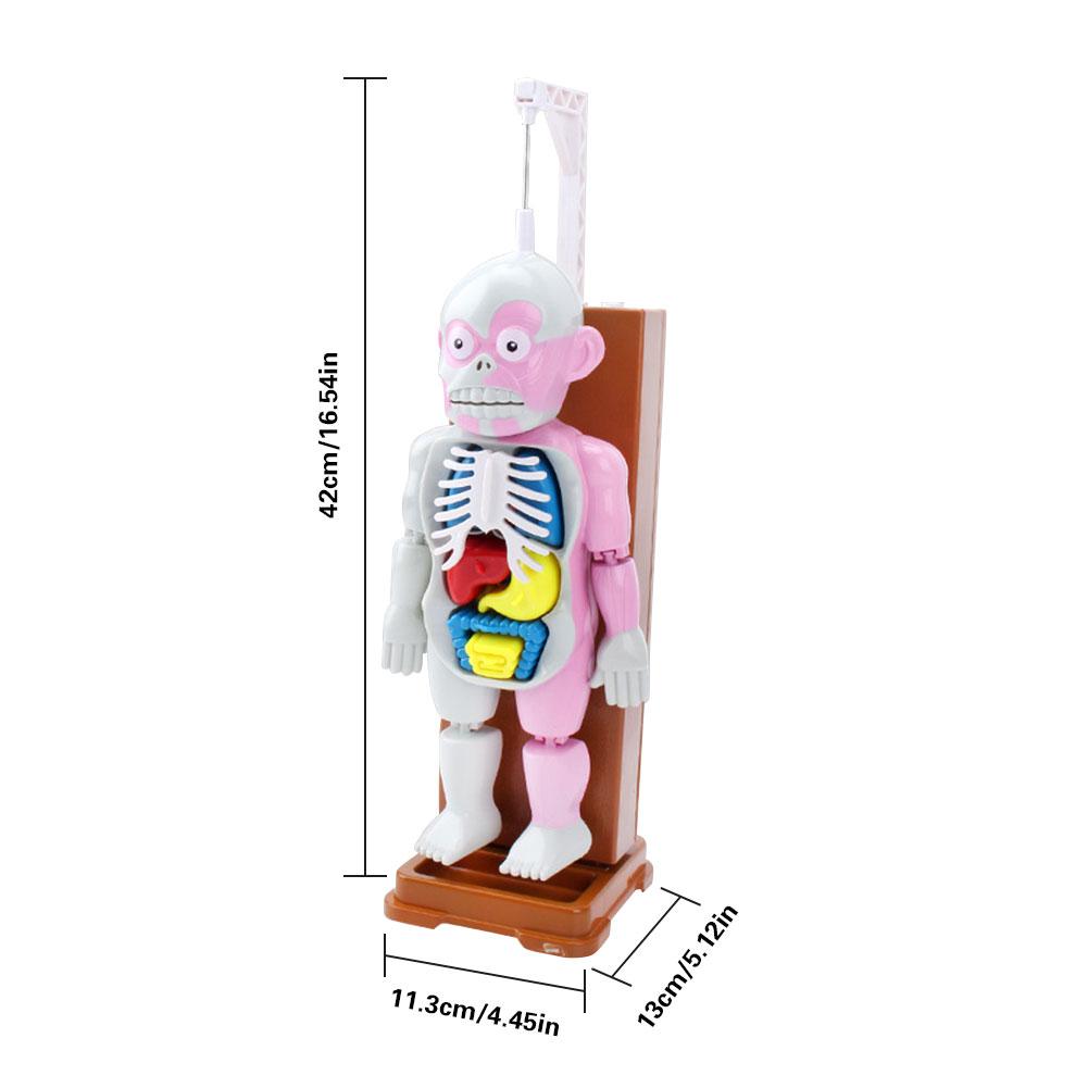 4D Assembled Model Human Body Model Educational To... – Vicedeal