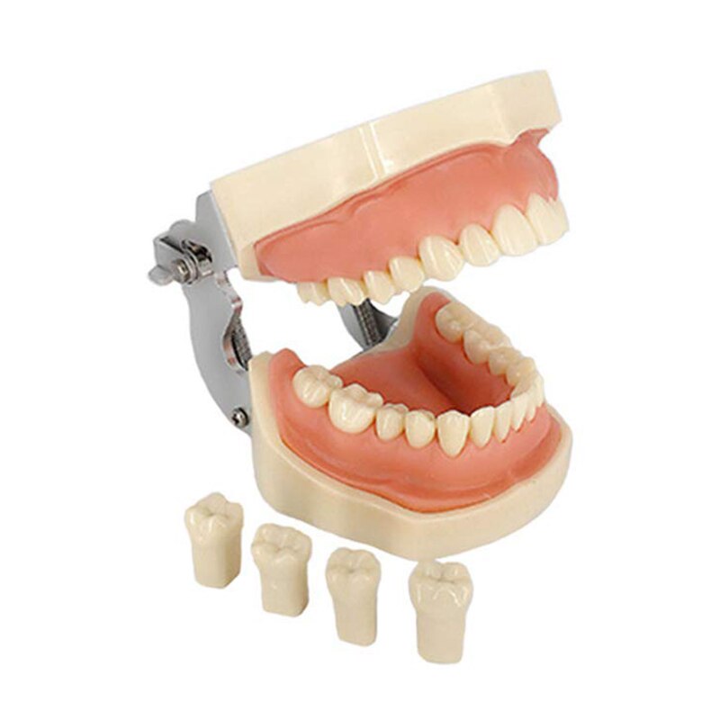 Teaching Model Teeth Model for Dentist to Communic... – Vicedeal