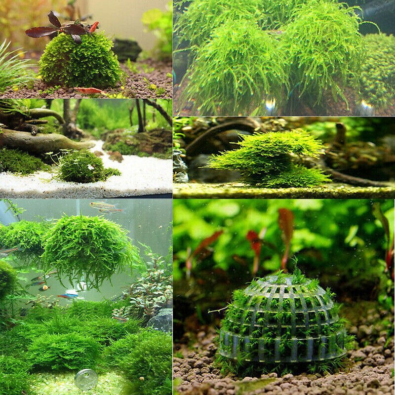 Marimo Moss Ball Filter Live Aquarium Aquatic Plan... – Grandado