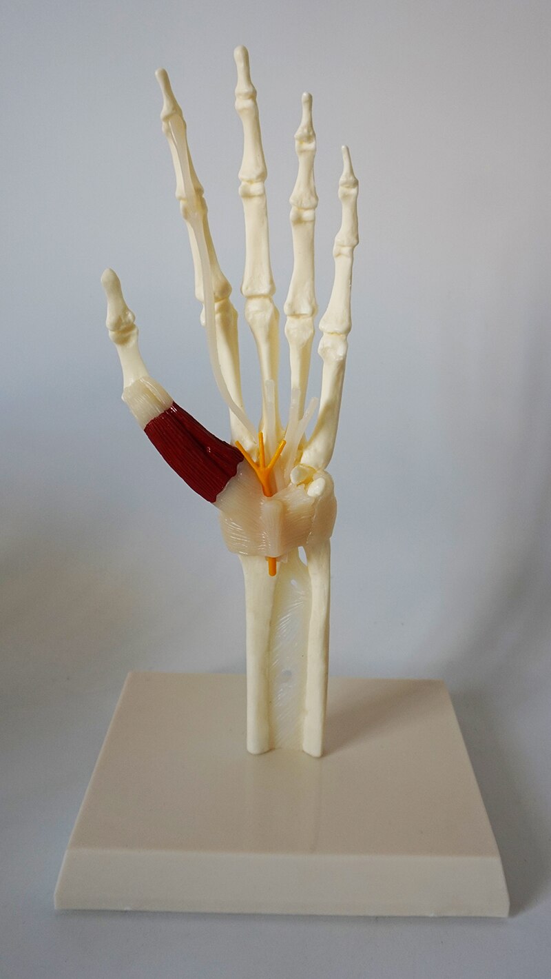 1:1 hand joint with muscle bond ligament nerve mod... – Grandado
