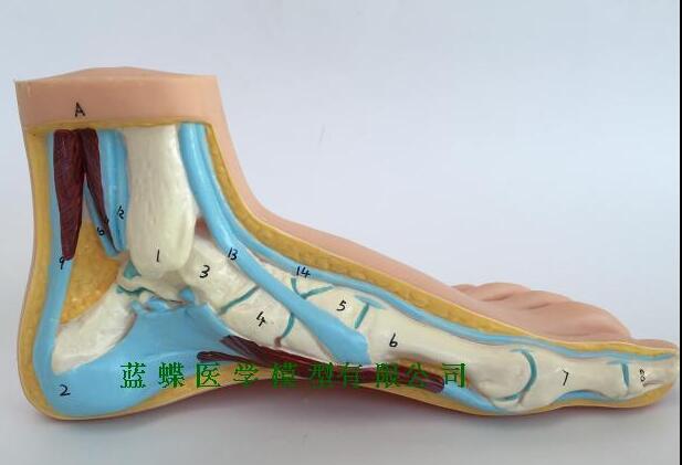 Foot model human foot palm muscle model arch foot ... – Grandado