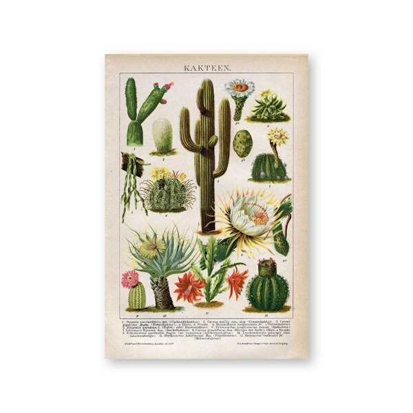 Cactus Flowers Desert Plants Succulents Posters an... – Vicedeal