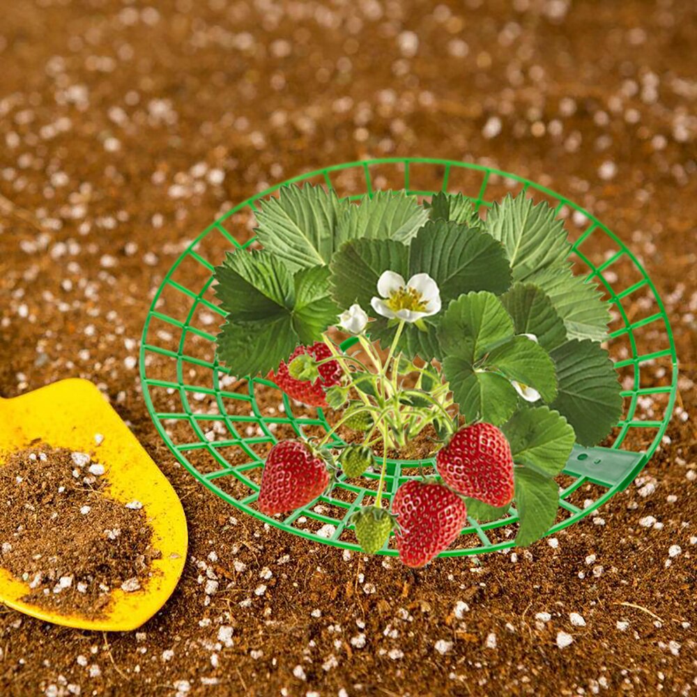 Strawberry Growing Circle Balcony Planting Rack To... – Grandado