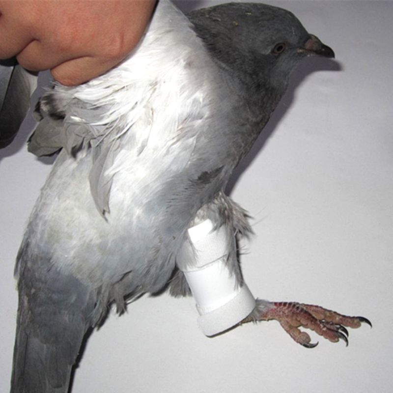 1PC Bird Rings Leg Bands Pigeon Parrots Foot Leg P... – Grandado