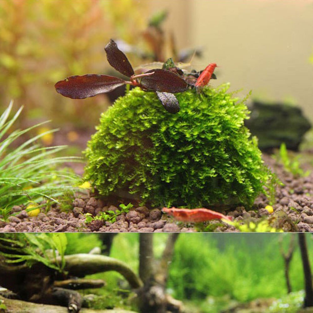 Dia. 5cm Moss Ball Filter Decor Fish Tank DIY Live... – Grandado