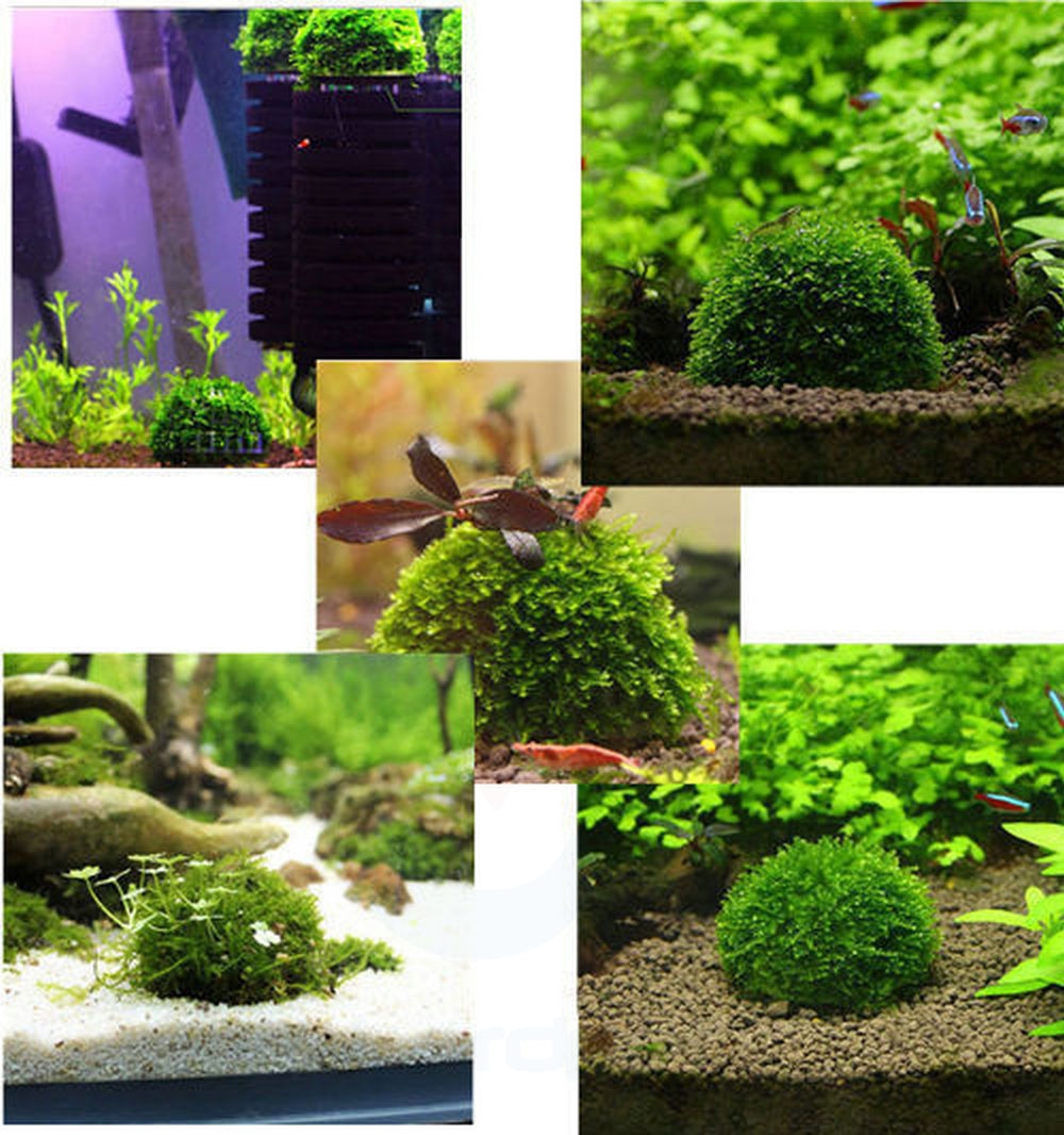 Aquarium Fish Moss Tank Media Pond Biological Bio ... – Grandado