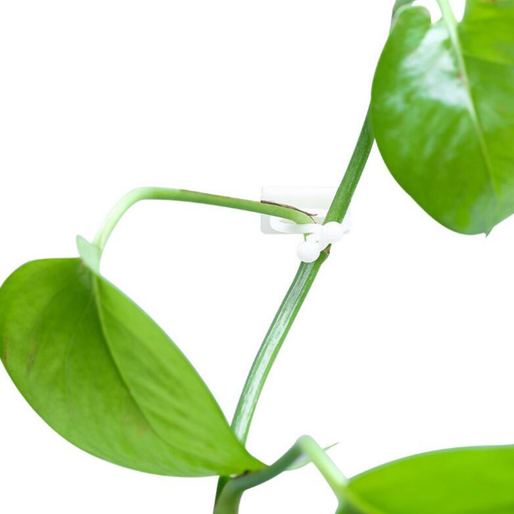 10pcs Vine Climbing Wall Hooks Home Garden Bathroo... – Grandado