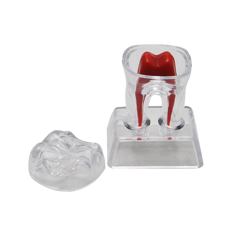 Dentist Dental Crystal Base Hard Plastic Teeth Too... – Vicedeal