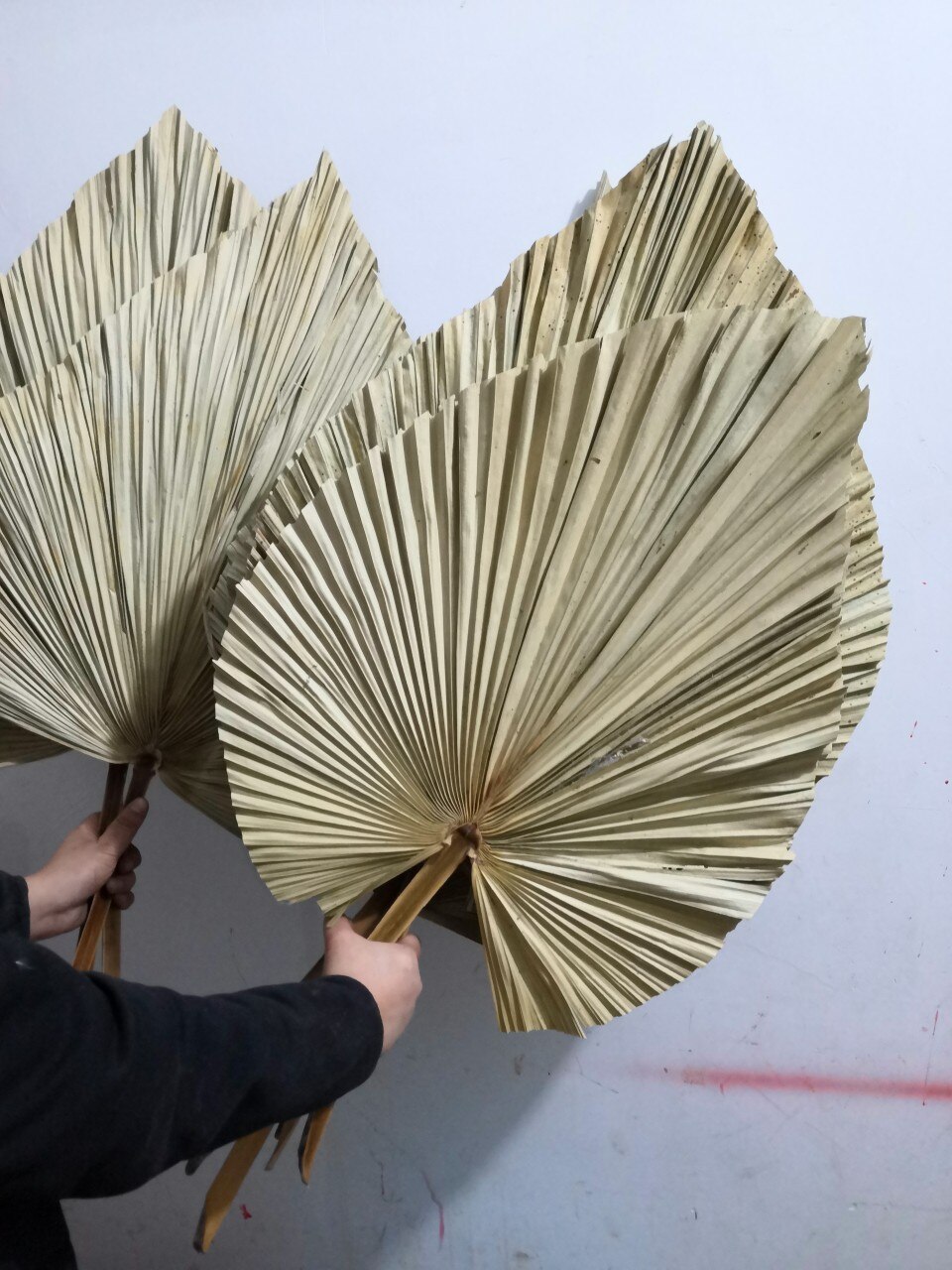 Clip fan leaf häät kukka kohtaus kaunis, häät kodi... – Grandado