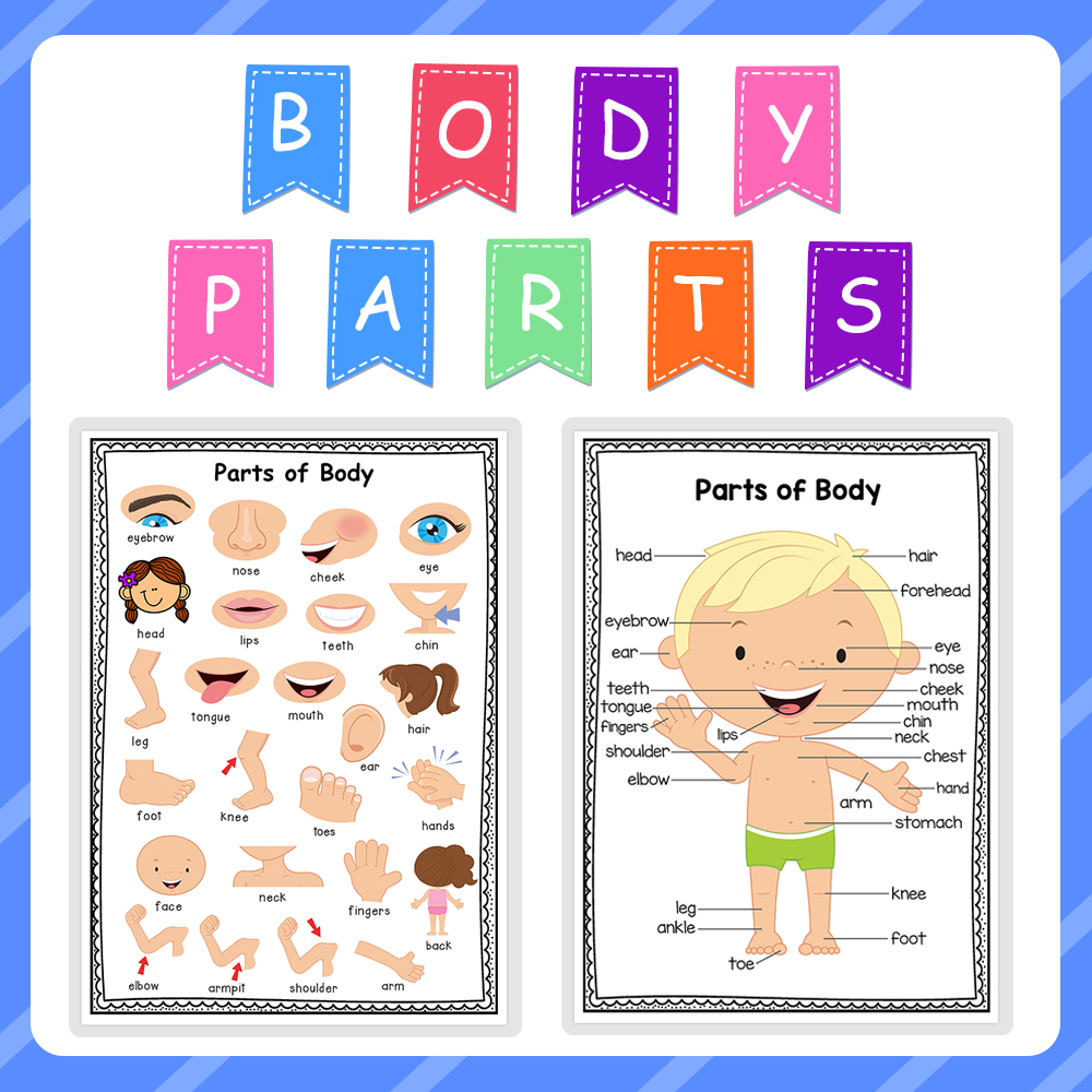 2PCS learning Body Parts words Preschool Classroom... – Vicedeal
