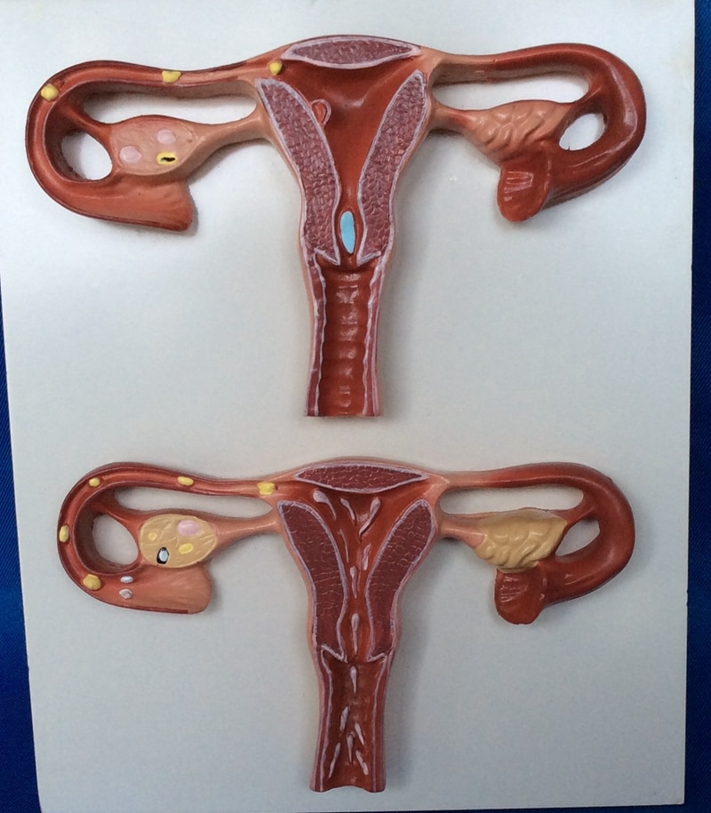 Female Uterus Anatomy Model Pregnancy Model Fertil Grandado