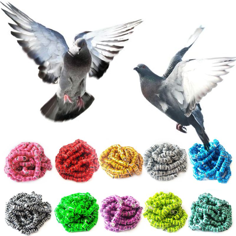 100 Pcs Mix Color Bird Foot Ring Species Identify ... – Vicedeal