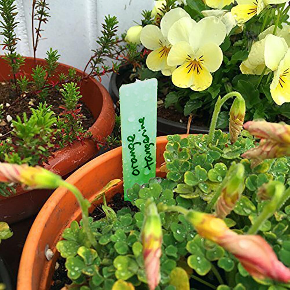 20pcs Seedling Classification Hang Tag Sign Garden... – Grandado