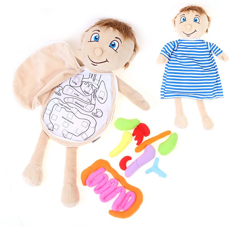 Model Anatomy Doll Human Torso Body Model Anatomy ... – Grandado