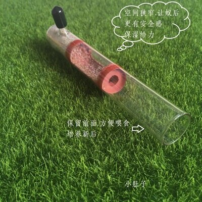 20MM One Simple Glass Tubes Ants Nest Bamboo Glass... – Grandado