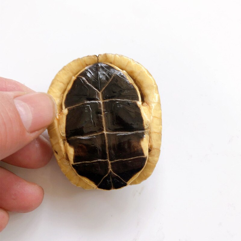 1PCS Unique true specimen of tortoise shell (Reeve... – Grandado