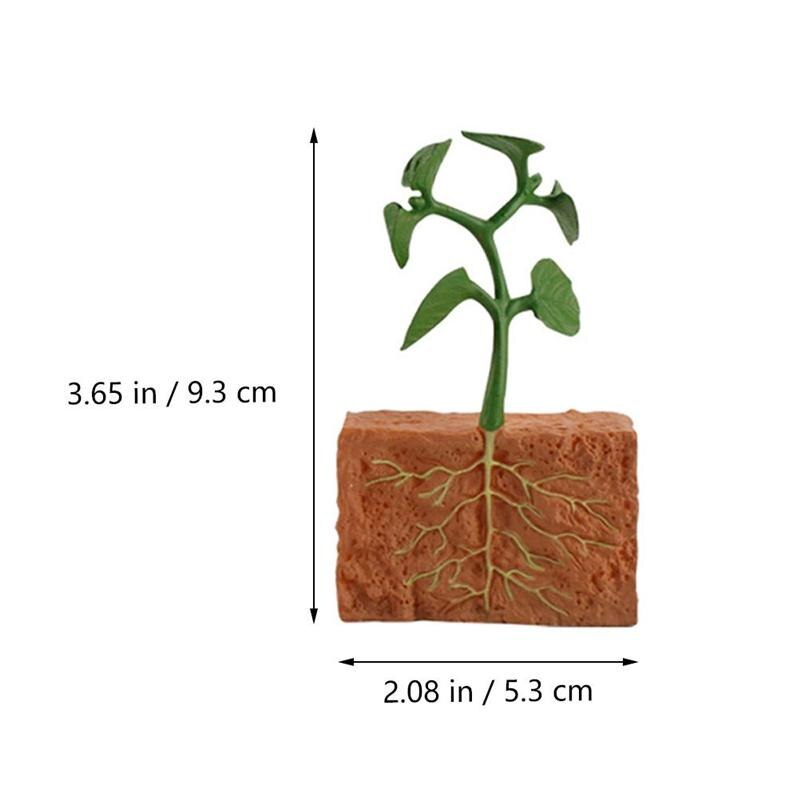 2 Sets Plant Life Cycle Figurines Simulation Plant... – Grandado