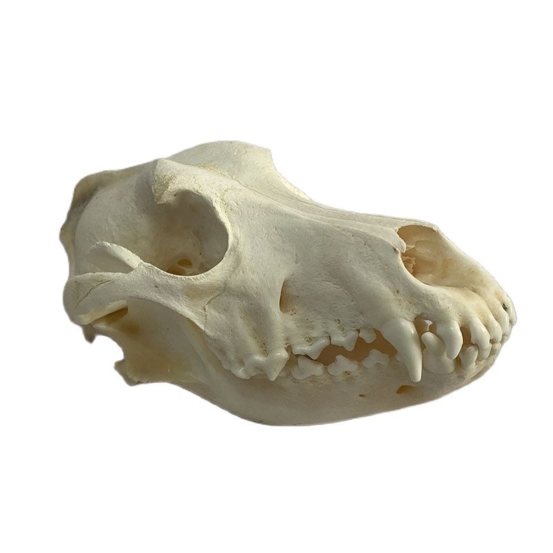 1pcs real Animal beast Skull specimen Collectibles... – Grandado