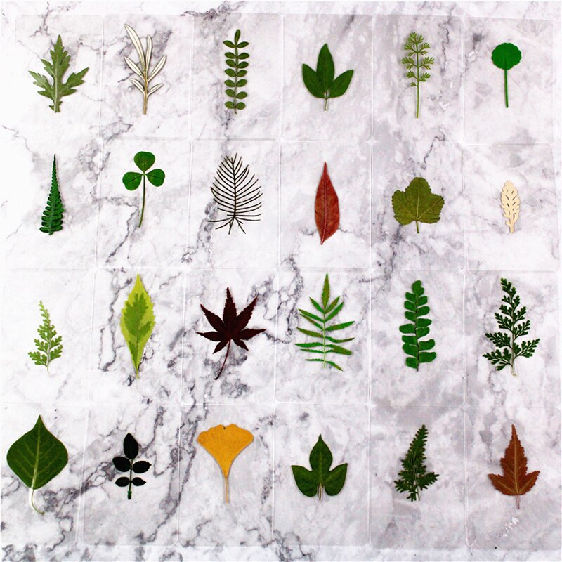 10pcsBookmark Handmade Real Pressed Maple Leaf Tre... – Grandado