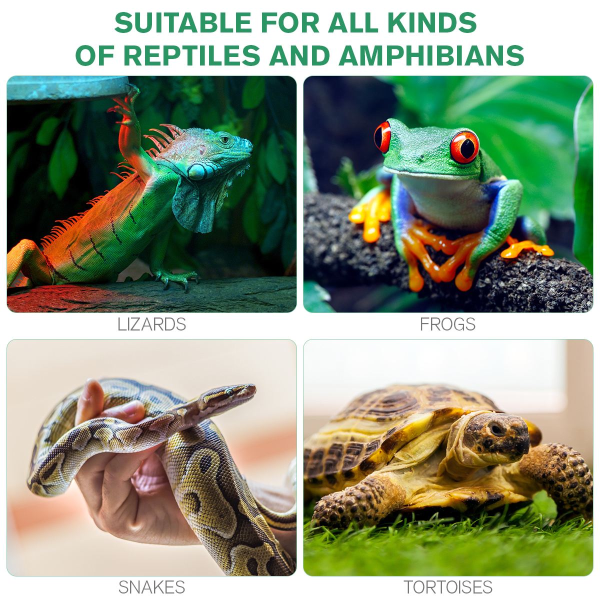 1pc Waterproof Reptile Pad Warm Tortoise Pad Pet S... – Grandado