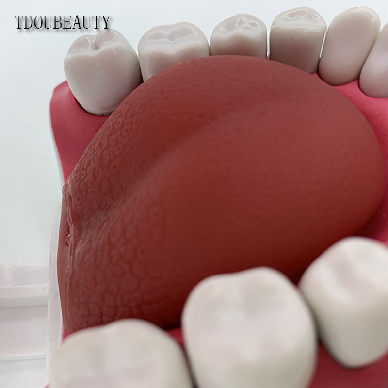 TDOUBEAUTY Adult Dental Teeth Model And Toothbrush... – Grandado