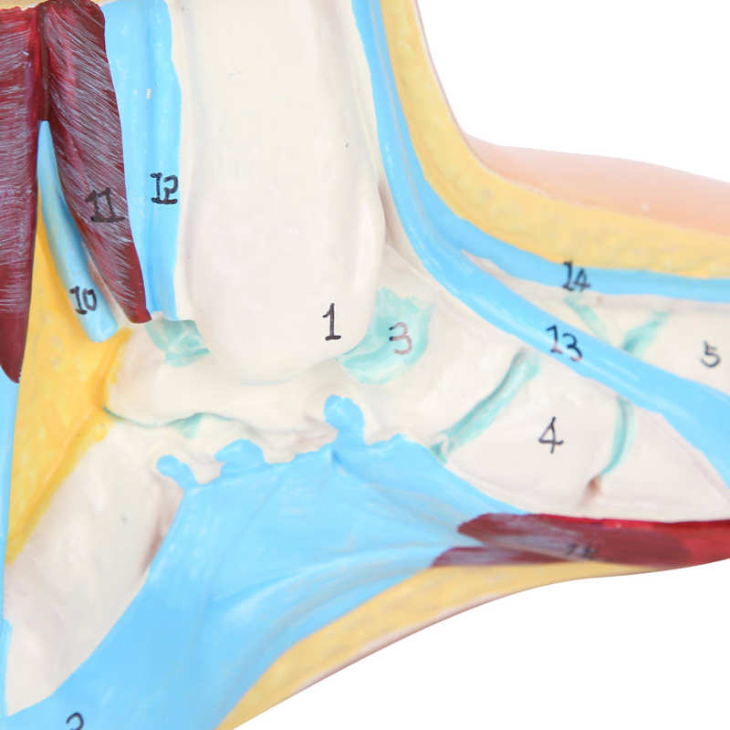 Foot Model Human Foot Palm Muscle Model Arch Foot ... – Vicedeal