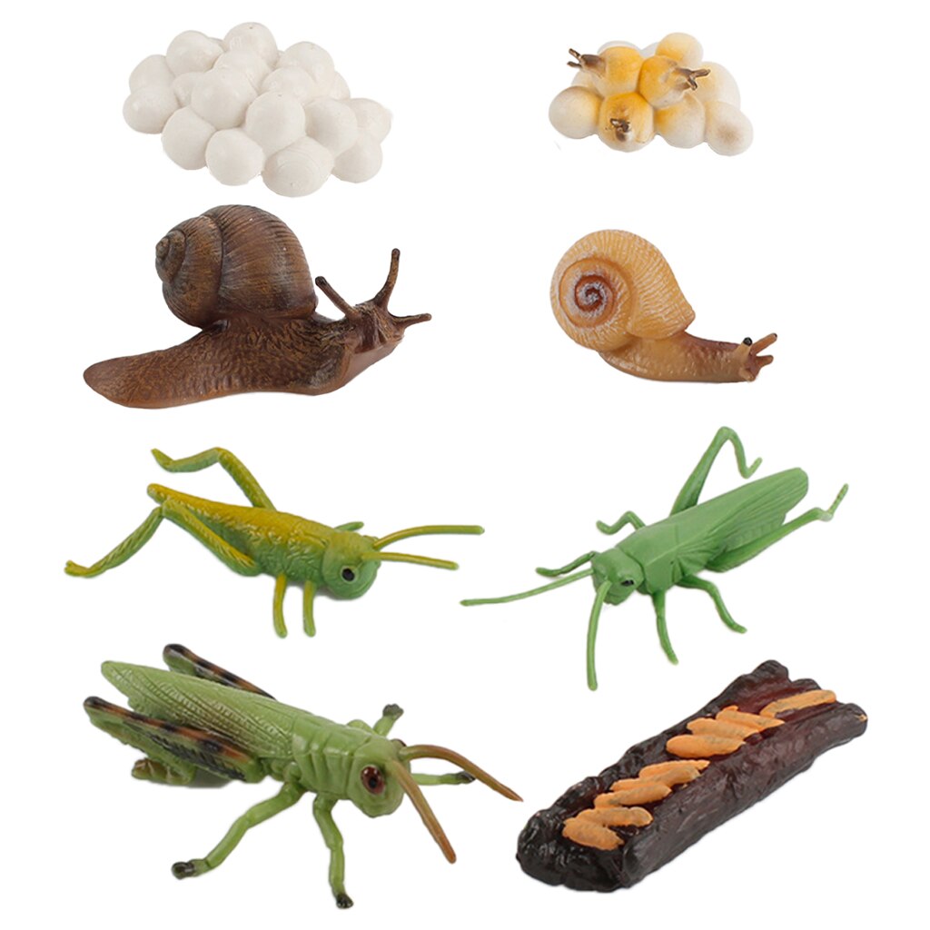 Grasshopper / Snail Insects Growth Life Cycle Fifu... – Grandado