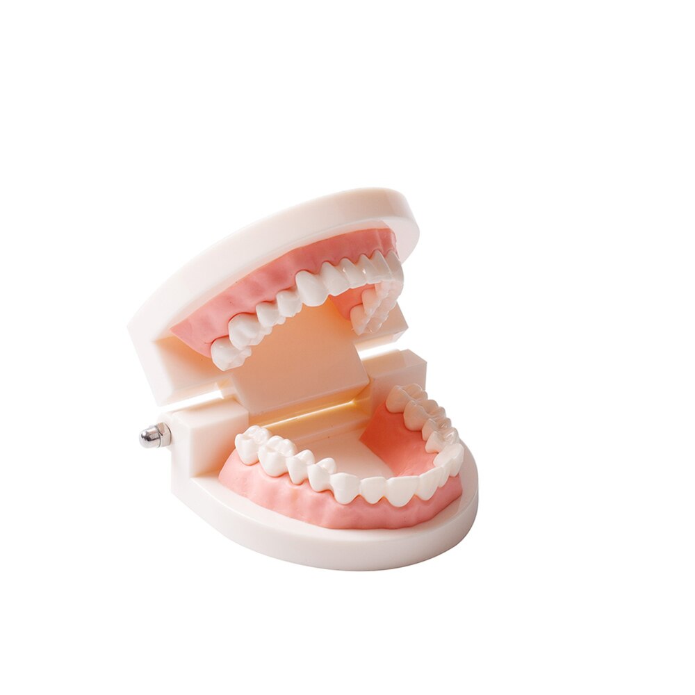 Dental Teeth Model Standard Teaching Learning Prac... – Vicedeal
