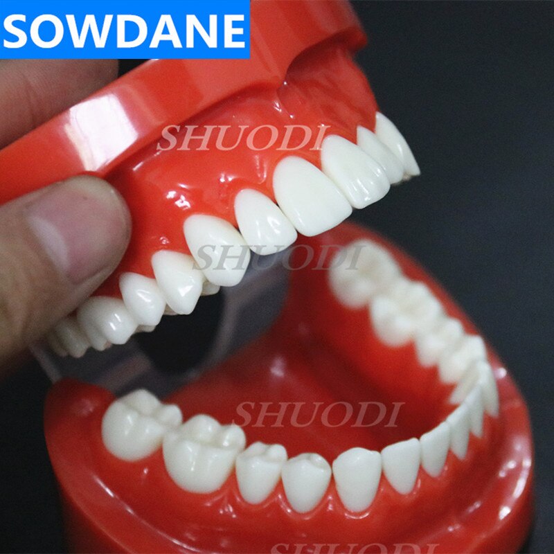 1:1 Dental Orthodontische Model Standaard Volwasse... – Grandado