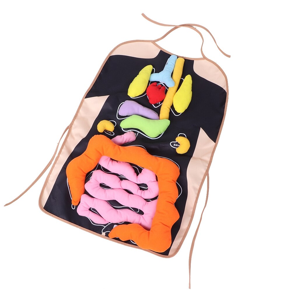 Human Body Organs Apron 3D Organ Apron Preschool T... – Grandado