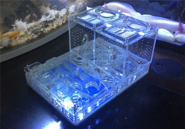 Ant Nest Transparent Ant Workshop For Kids Sientif... – Vicedeal