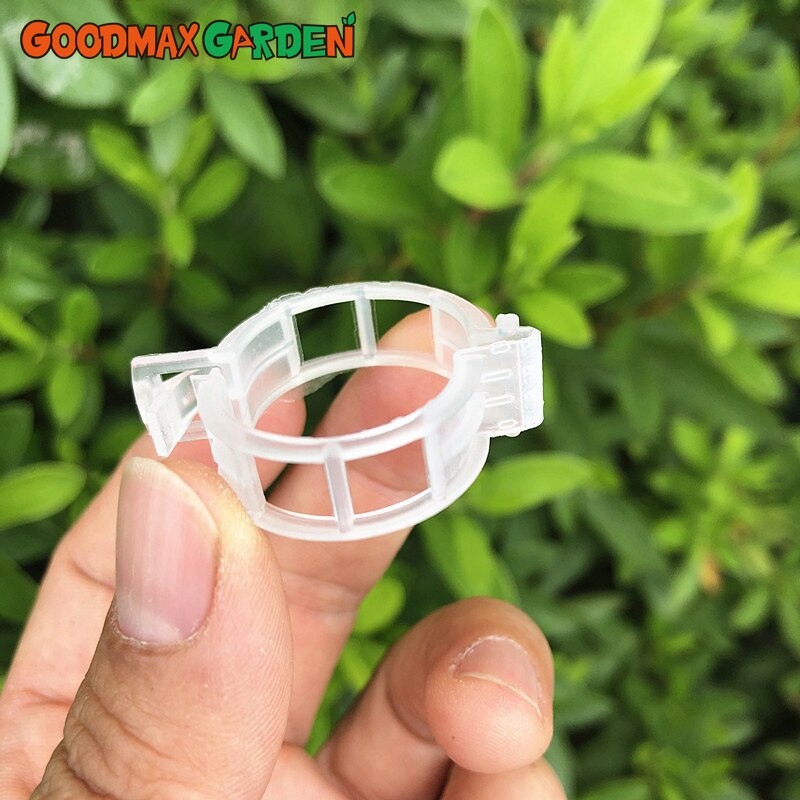 Tomaat Klem Zaailing Klem Wijnstok Klem Plant Beve... – Grandado