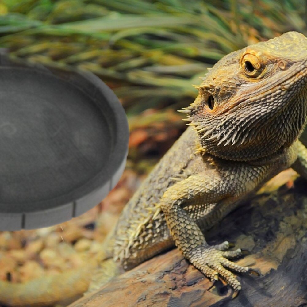 Reptile Food Dish Shallow Reptile Feeding Bowl Ter... – Grandado