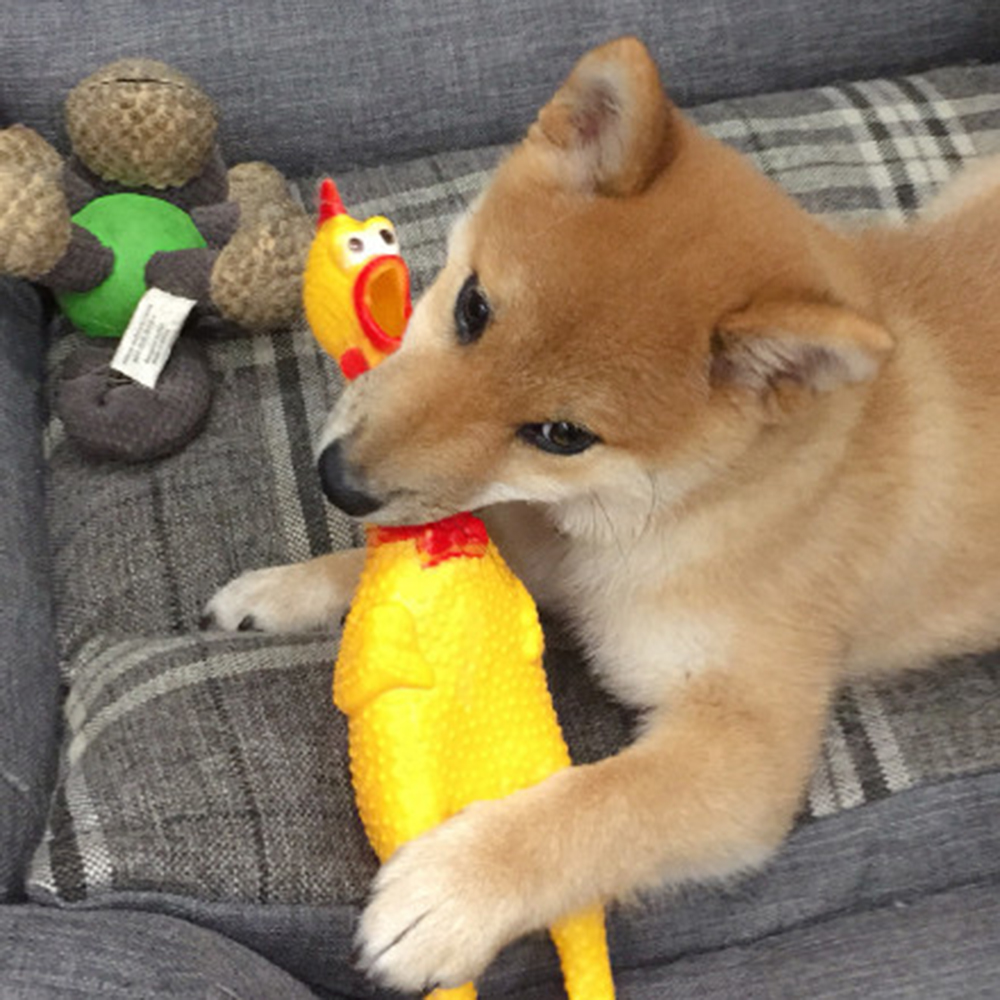 42CM Screaming Chicken Squeeze Sound Toy for Large... – Grandado