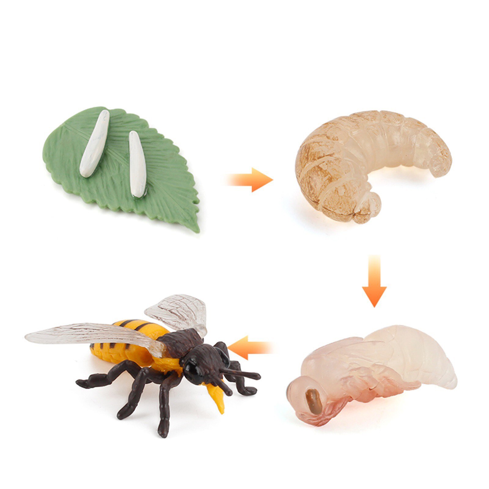 Simulation Arthropod Life Cycle of a Spider Bee La... – Grandado