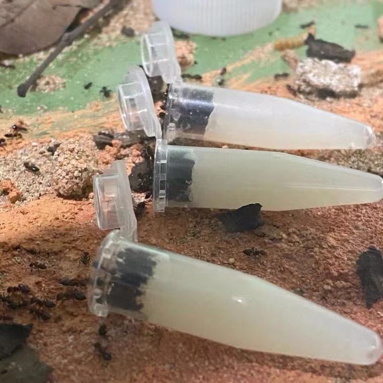 Ant Castle M Ecological Insect Box Pet Ant Worksho... – Vicedeal