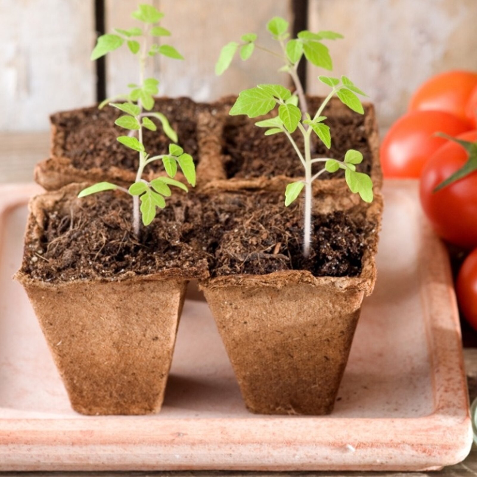 10PCS Seed Starter Pots Trays Kit 12-Hole Pulp See... – Grandado