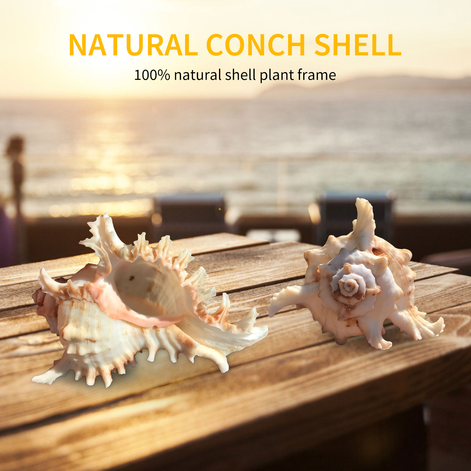 Sea Shell Plant Pots Conch Air Plant Holder Decora... – Grandado
