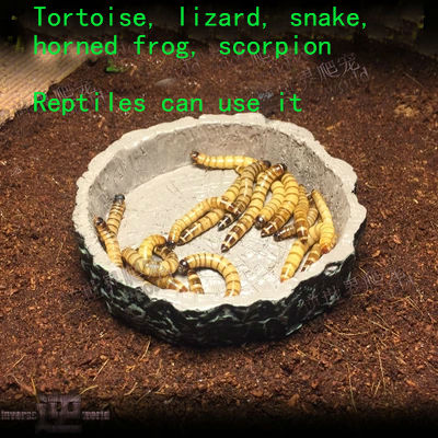 Reptile box turtle food bowl (spider turtle to kee... – Grandado
