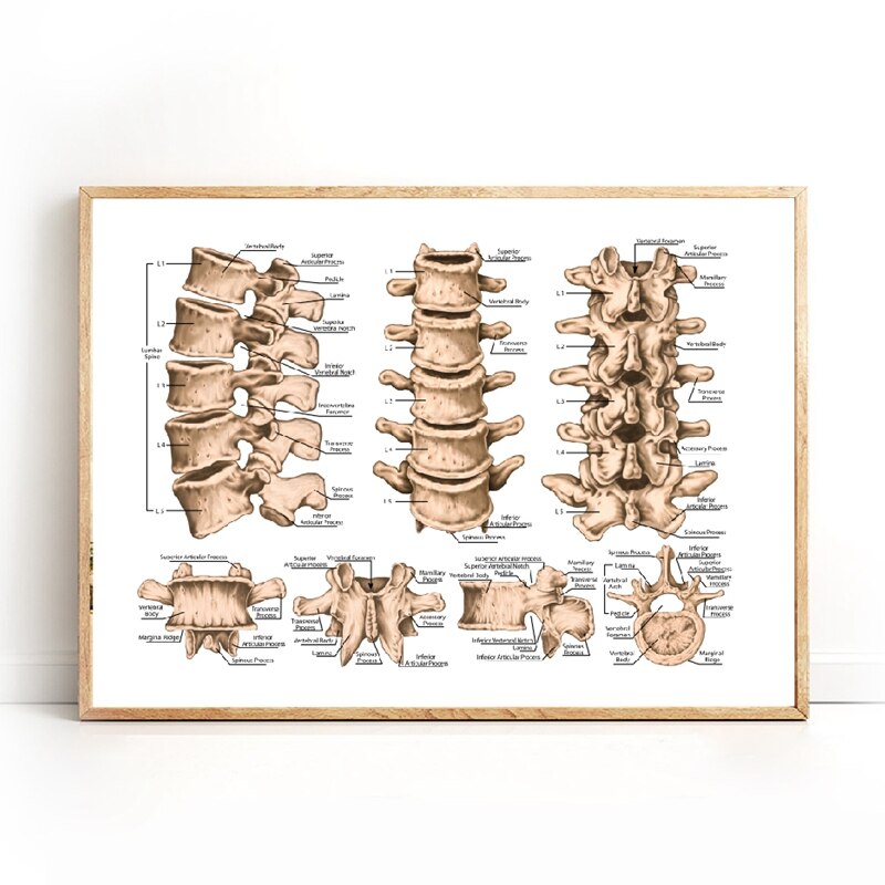 Lumbale Wervelkolom Structuur Grafiek Prints Genee... – Vicedeal