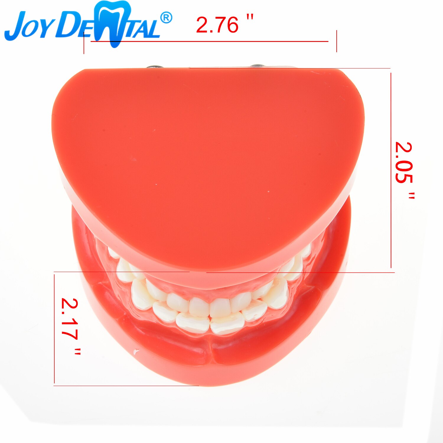 Dental Study Teaching Tooth Adults Standard Teeth ... – Vicedeal