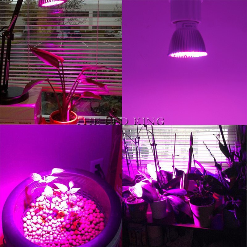 Volledige Spectrum Led Grow Light 20W/30W/50W/80W/... – Vicedeal