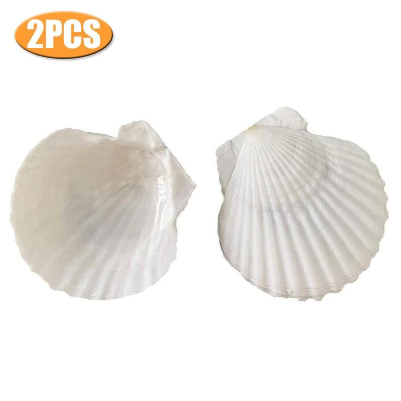 1pcs Natural Shell Big White Scallop Decoration Me... – Grandado